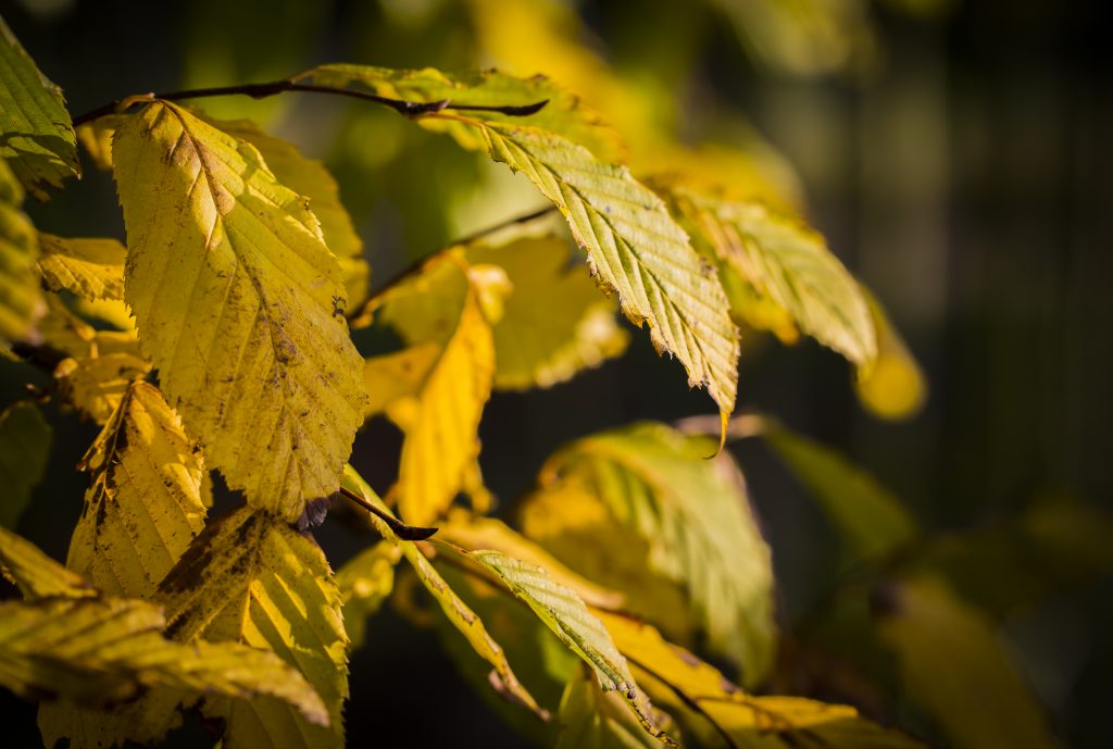 Leibomen - Schermen - Haagbeuk - Haagbeuk, Carpinus Betulus - Privacy Trees