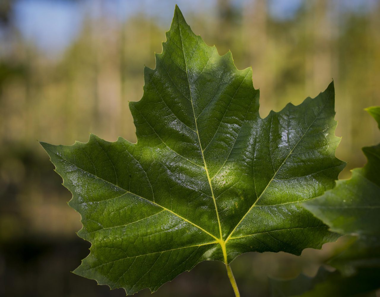 Leibomen - Schermen - Haagbeuk - Haagbeuk, Carpinus Betulus - Privacy Trees