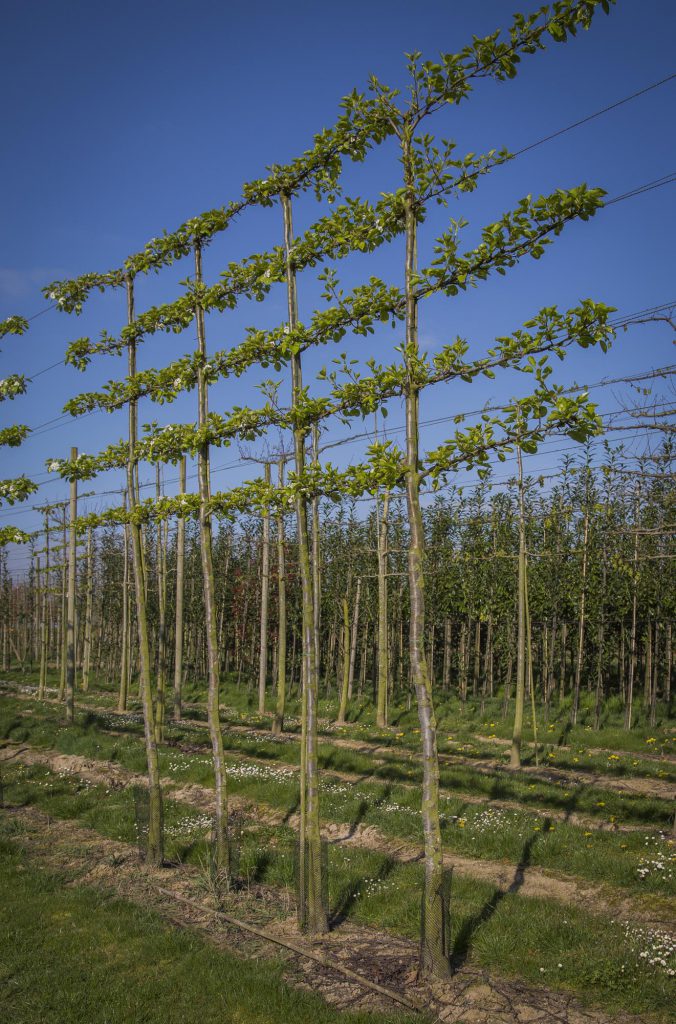 Leibomen - Schermen - Haagbeuk - Haagbeuk, Carpinus Betulus - Privacy Trees