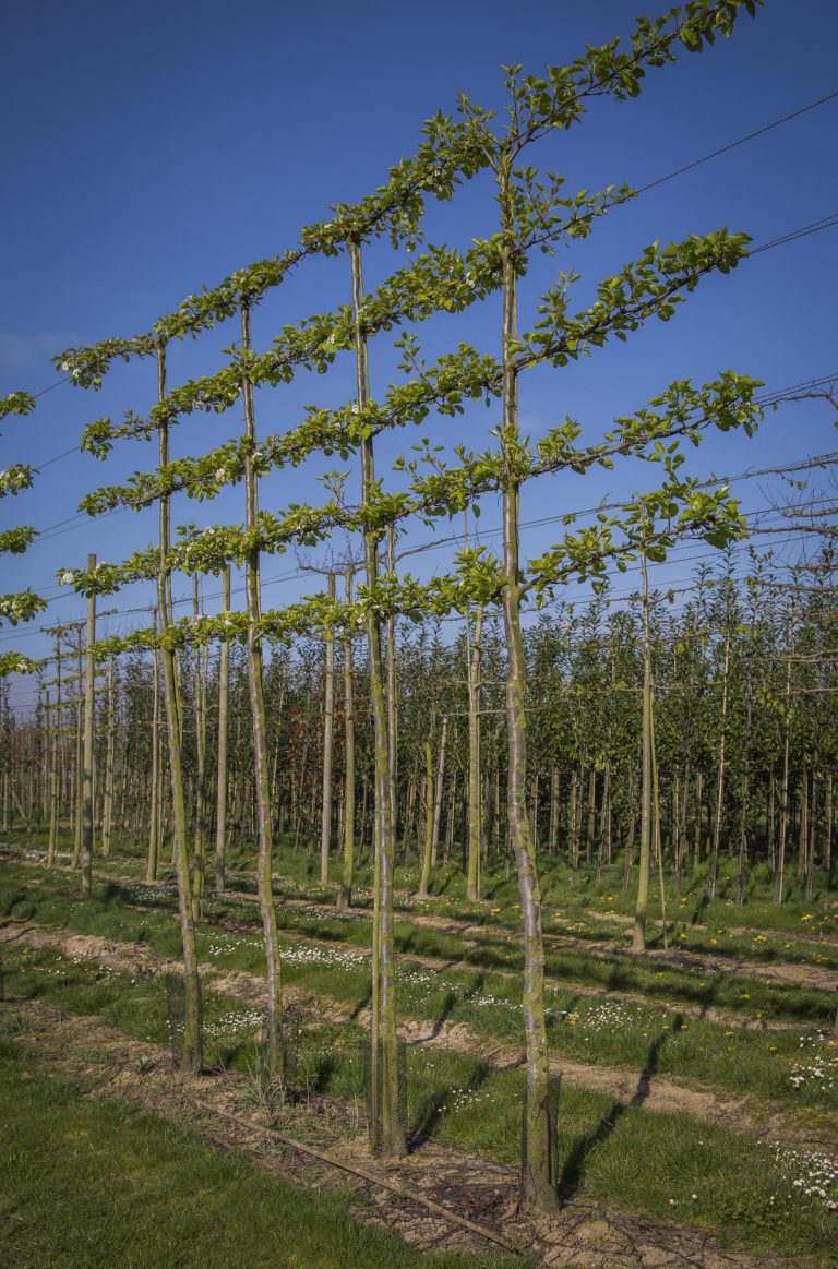 Leibomen - Schermen - Haagbeuk - Haagbeuk, Carpinus Betulus - Privacy Trees