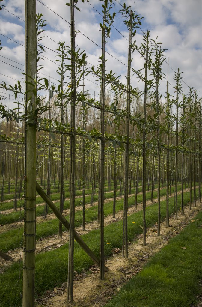 Leibomen - Schermen - Haagbeuk - Haagbeuk, Carpinus Betulus - Privacy Trees